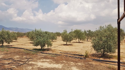 Supporting the farmers of northern Cyprus – with finance and in the fields