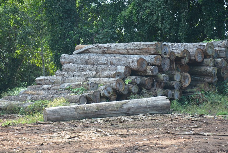 Protecting the Amazon by promoting sustainable forest management