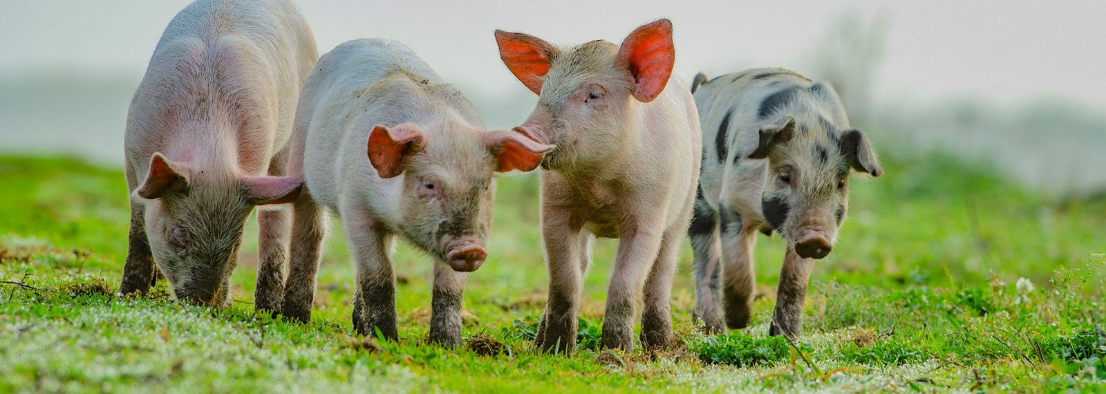 Masterplanning of a modern meat production facility in South Korea