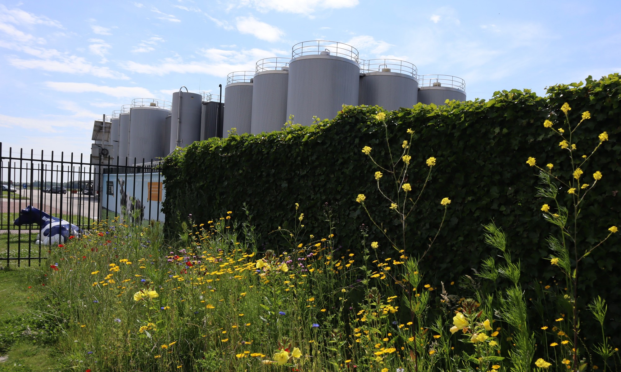 Responsible cheese production: Part of a climate-neutral cheese chain