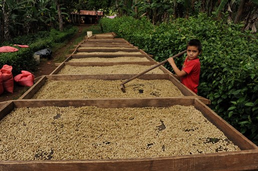 Our cup of coffee (and more) is at risk