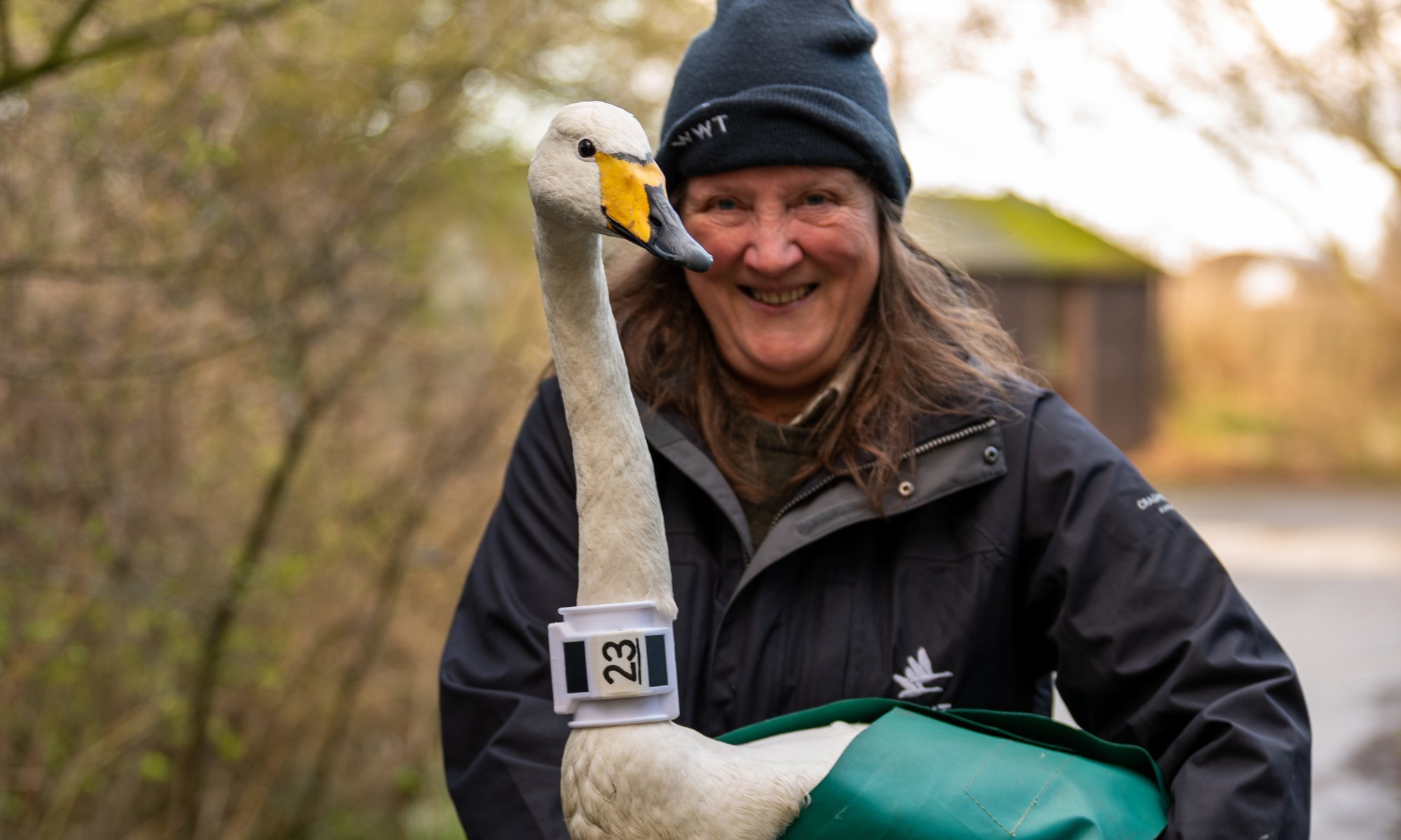 Understanding Whooper Swan migration and their interaction with ...
