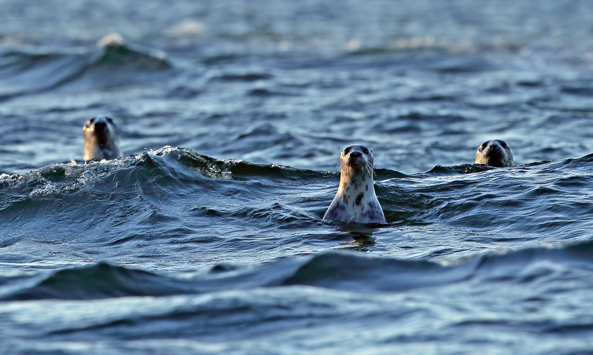 Thor Offshore Wind Farm: Renewable Energy Project | NIRAS