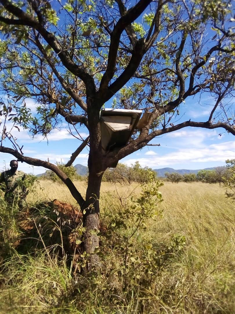 Beehives and tractors: How NIRAS Uganda’s Country Director creates ...