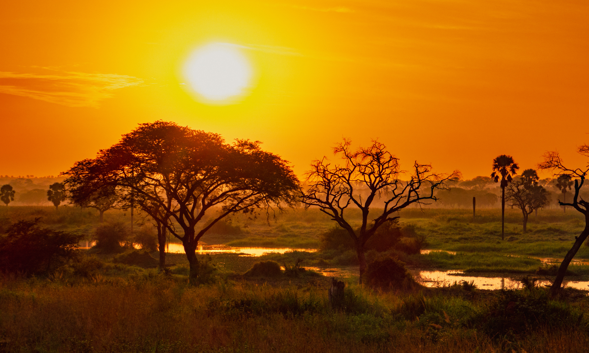 Mapping pathways for resilience: Insights for Uganda’s biodiversity and ...