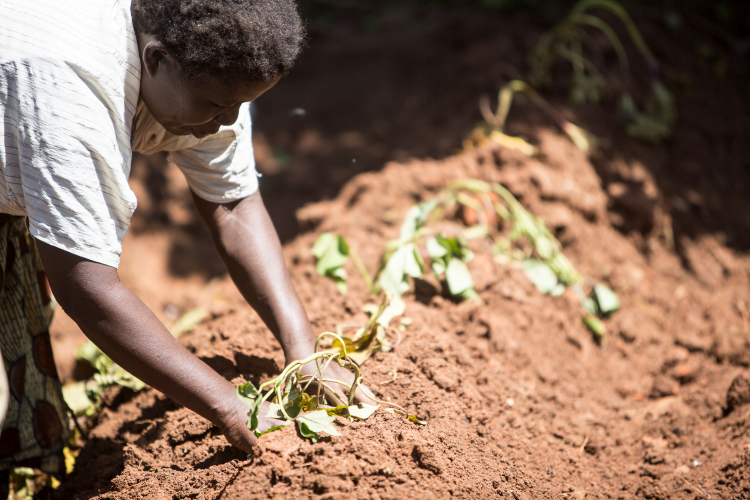 Assessing and building climate change resilience in smallholder farm ...