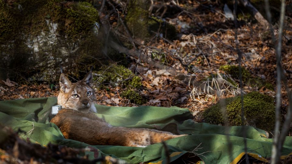 Preserving North Macedonia’s wild beauty while moving one step closer ...