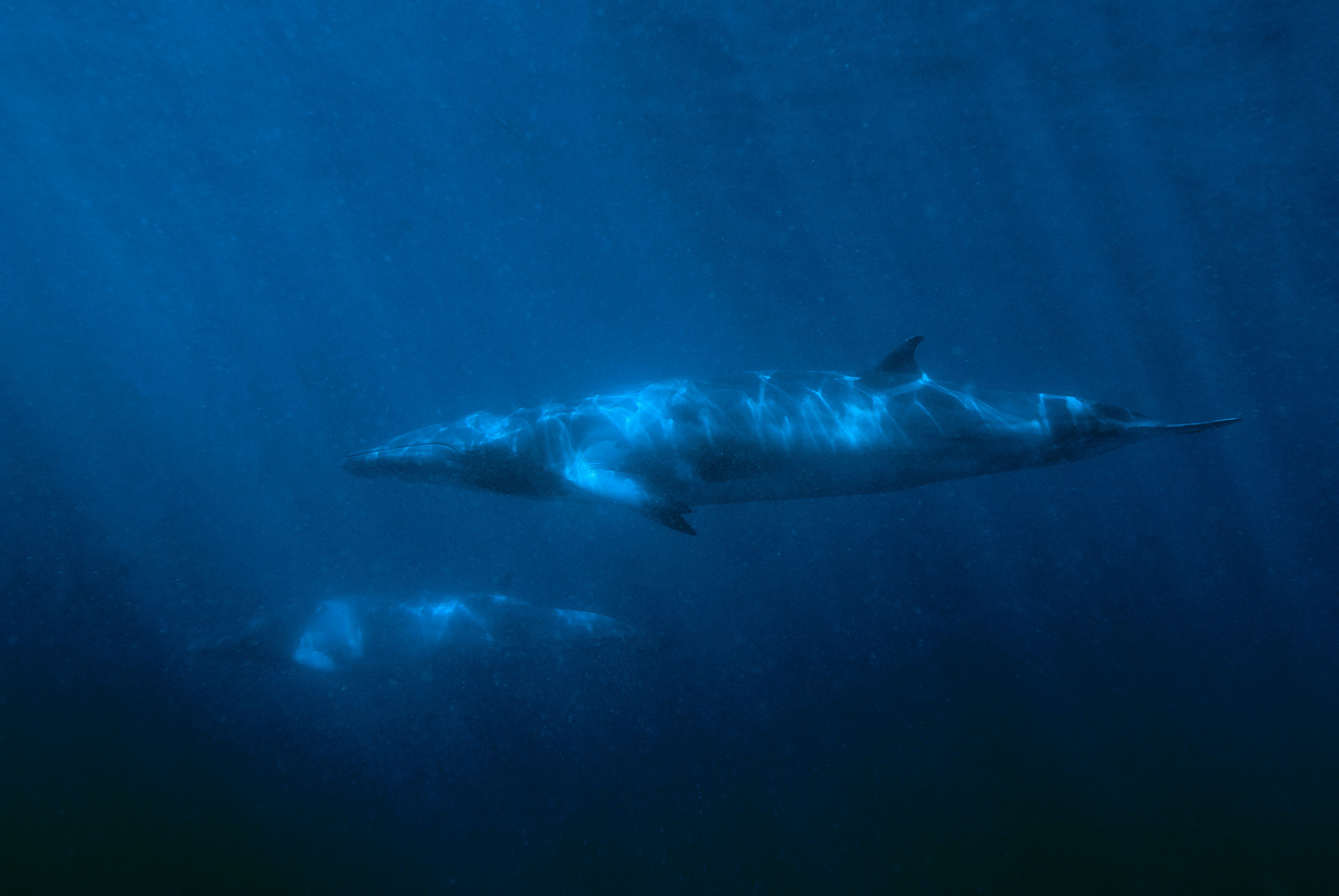 Join the GREENsition