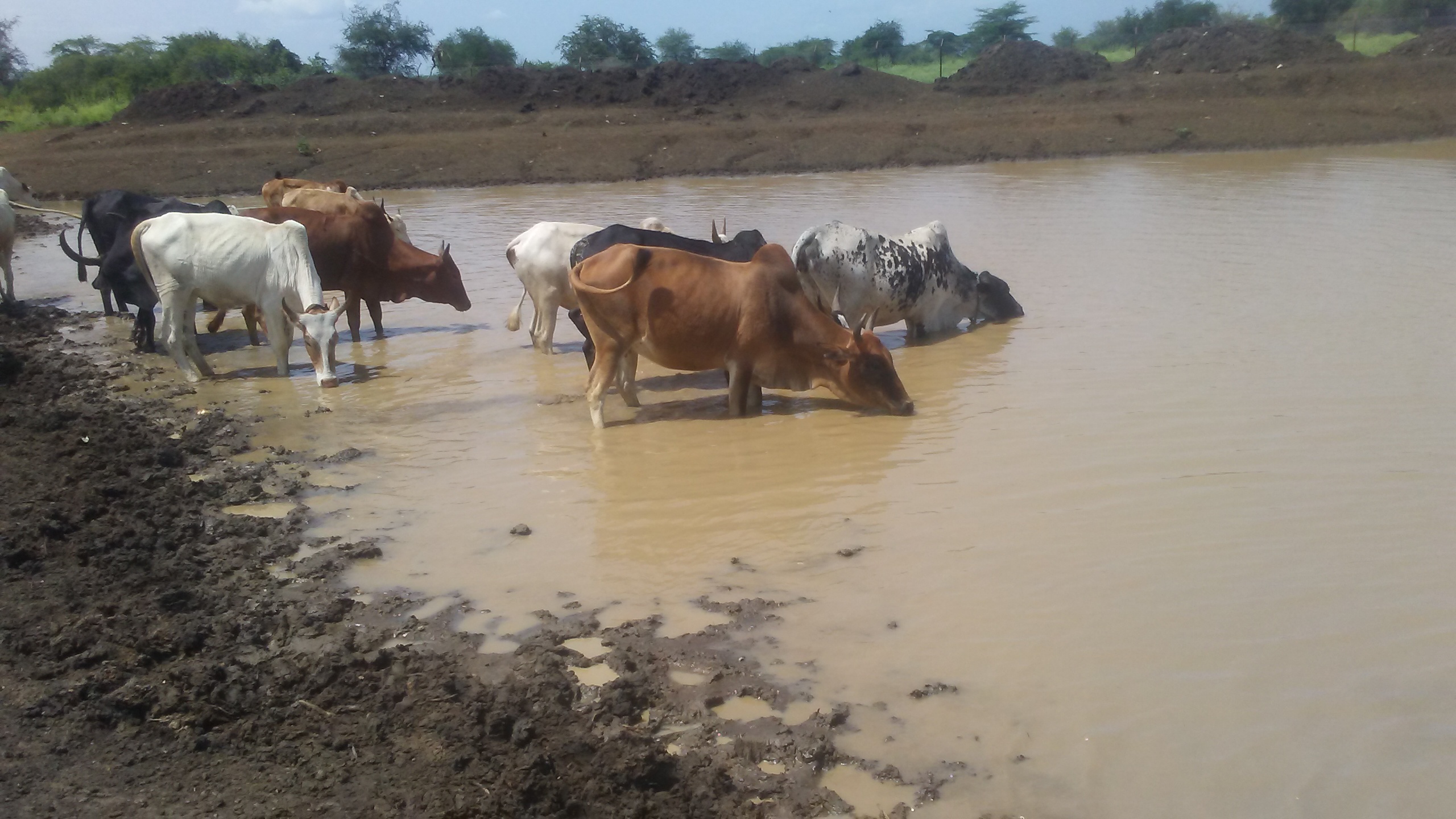 Leveraging affordable water-harvesting solutions to combat climate ...