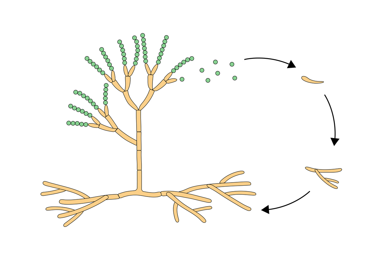 Solid State Fermentation – Part 1: Processes and Application