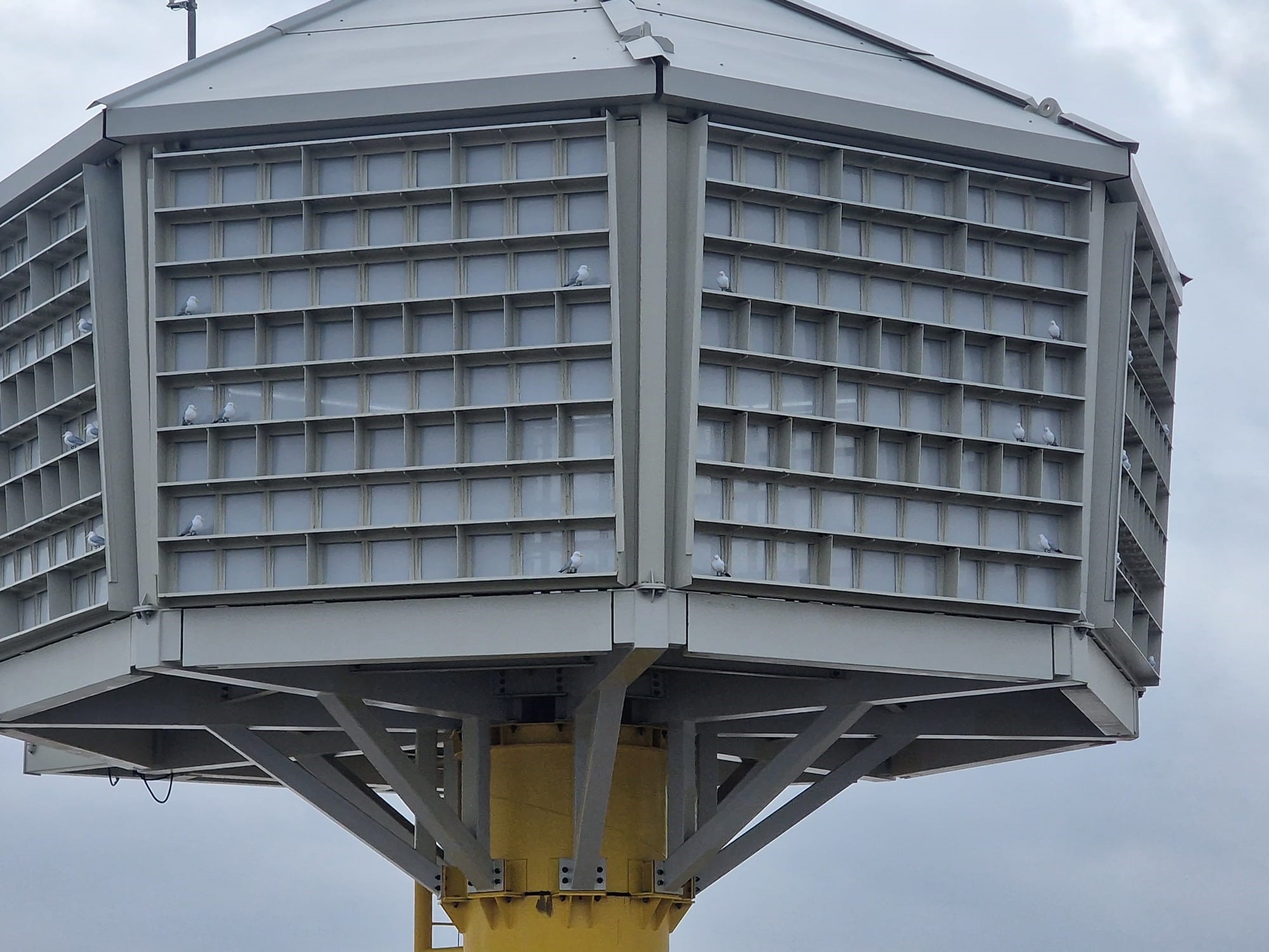 Protecting the vulnerable kittiwake: NIRAS’s comprehensive approach to ecological compensation