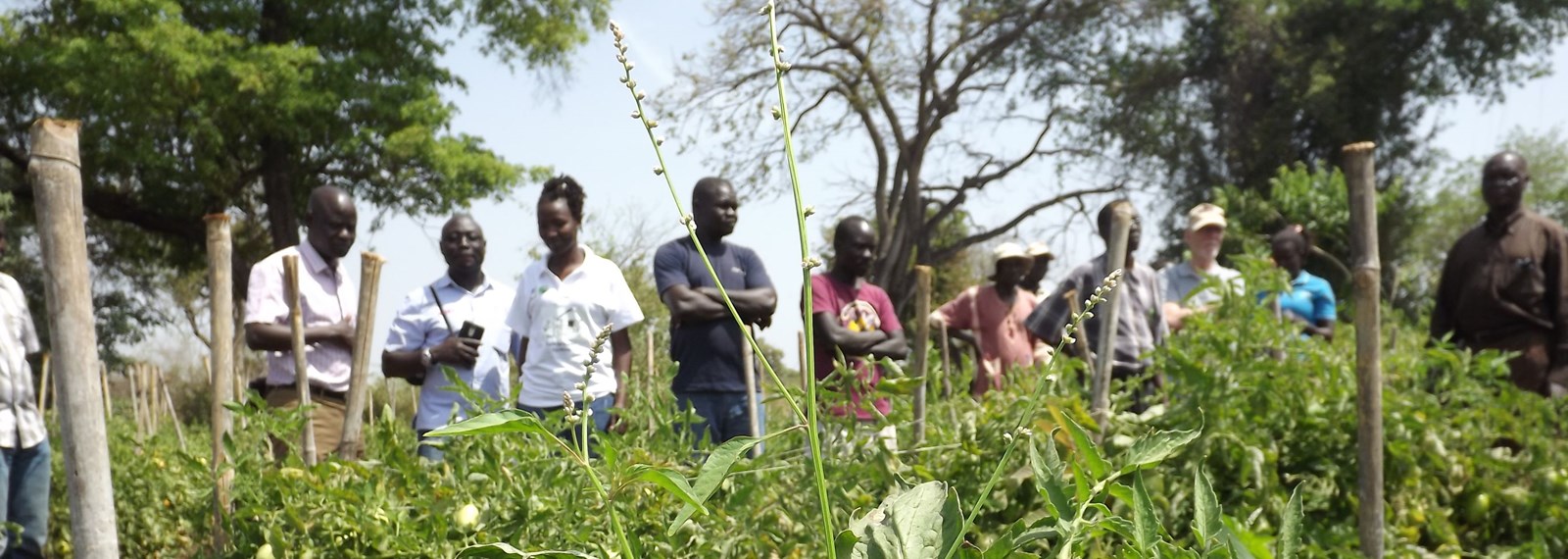 With practical hands-on advice, South Sudanese farmers are finally ...