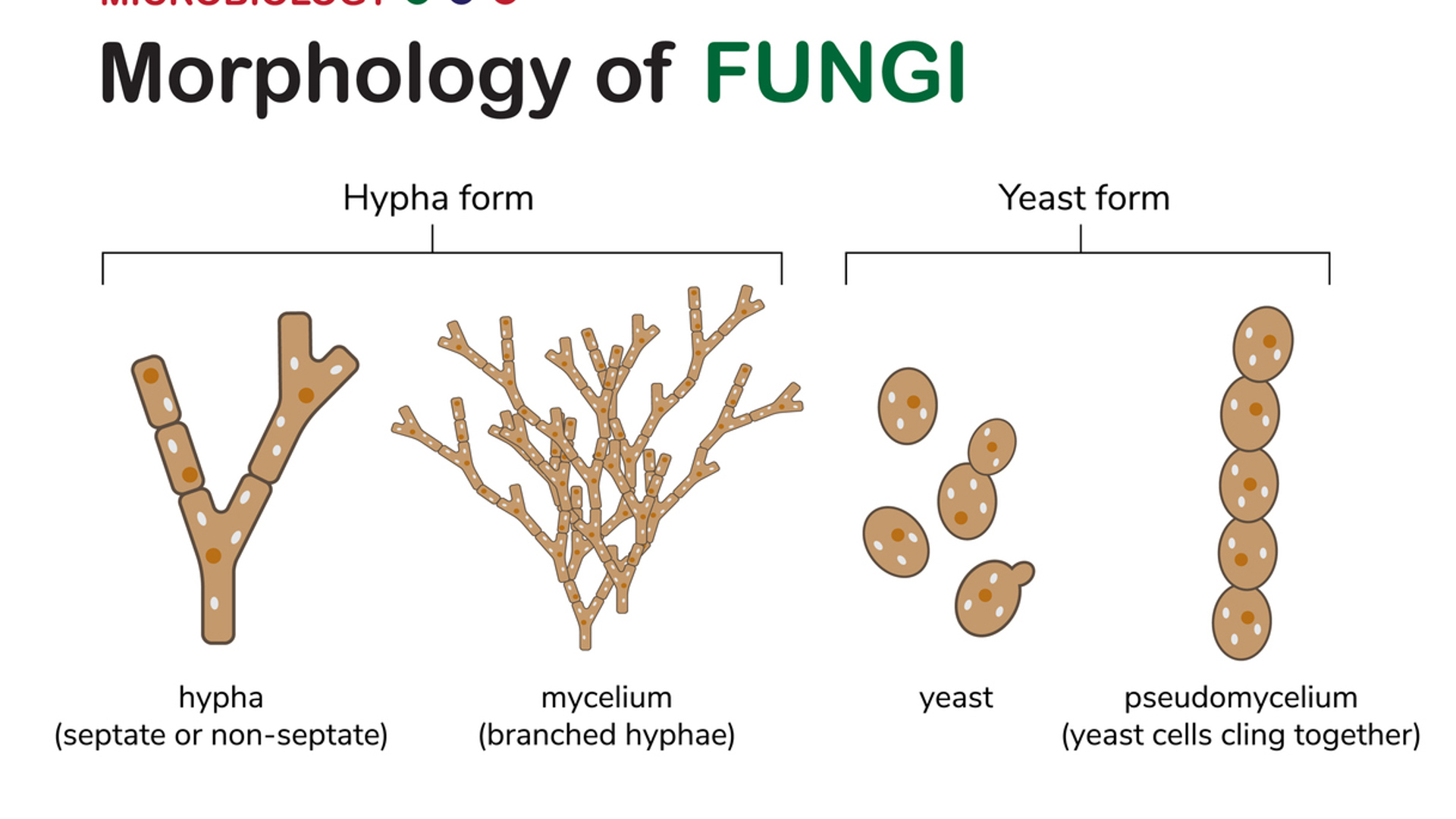 Solid State Fermentation – Part 1: Processes and Application